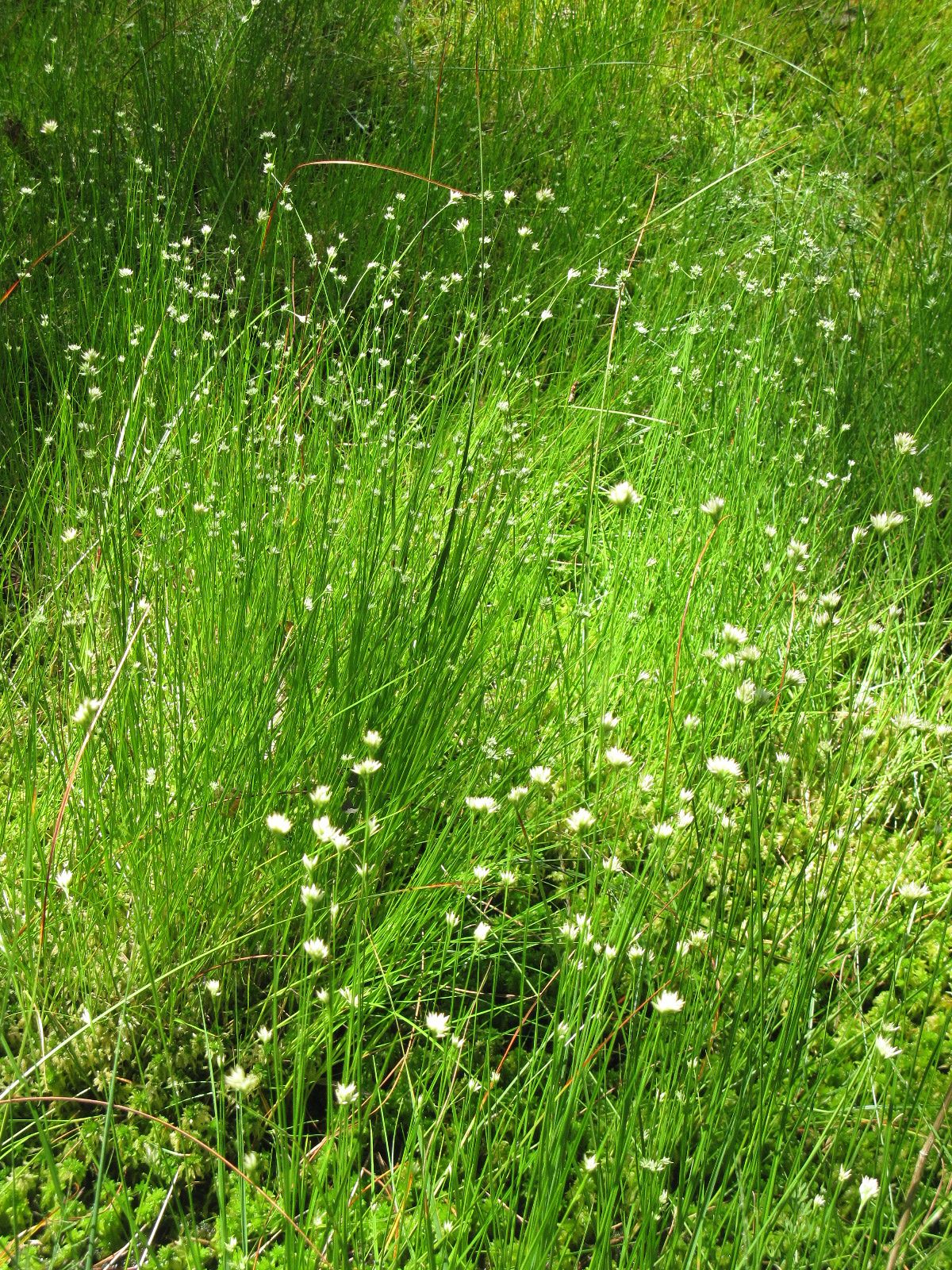 Prehodna barja | Mala barja – Marja