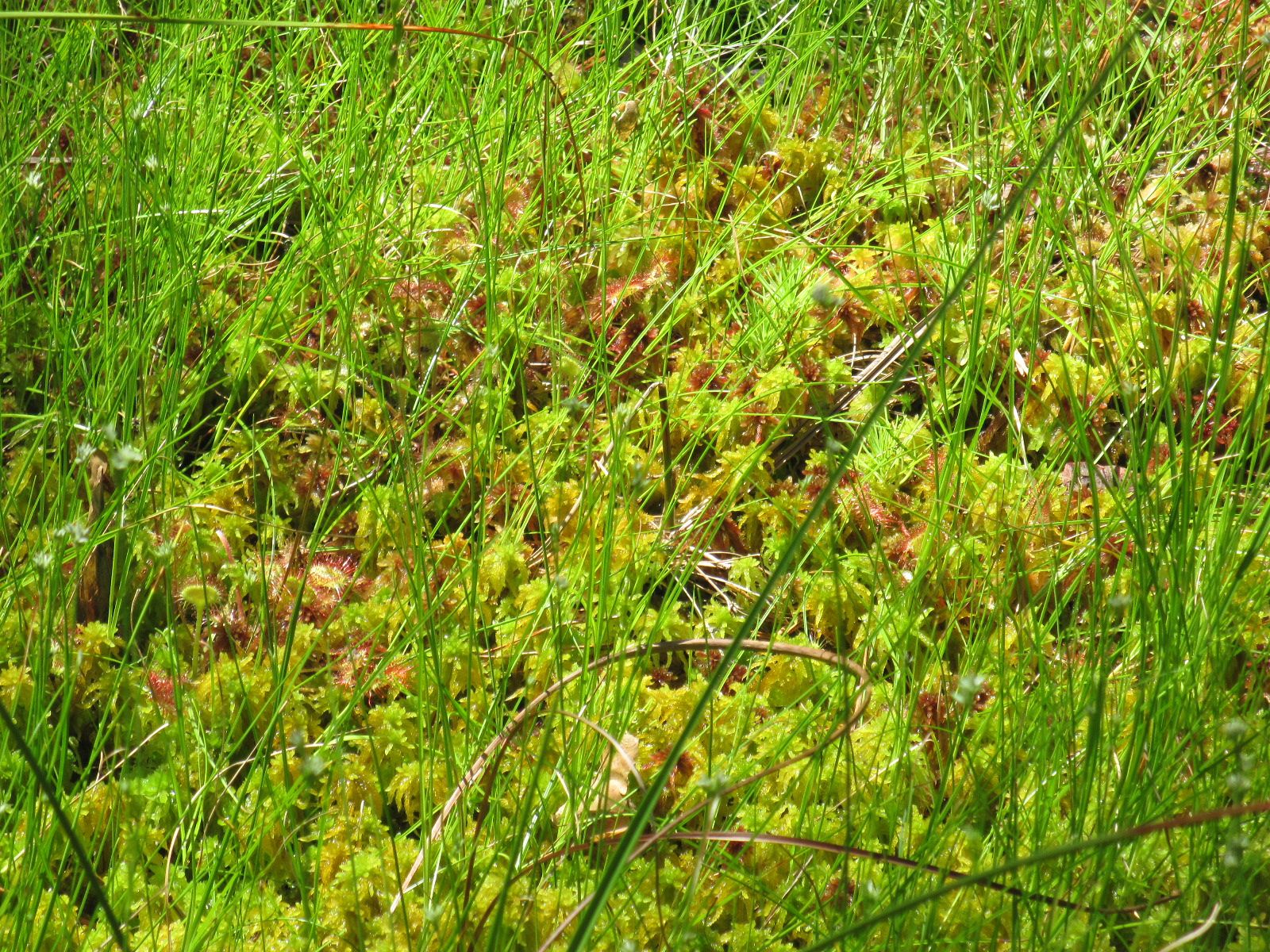 Prehodna barja | Mala barja – Marja