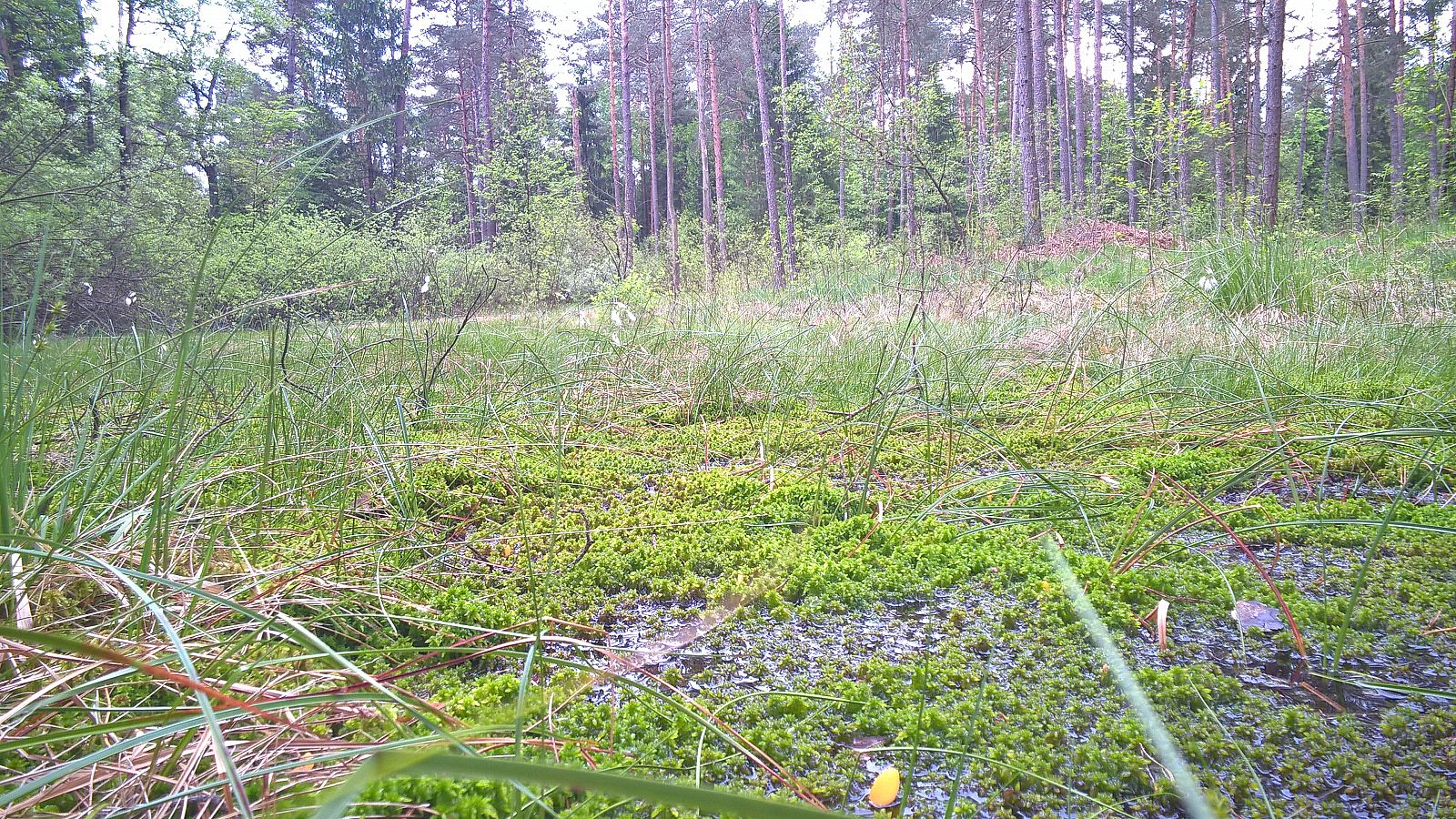 Prehodna barja | Mala barja – Marja